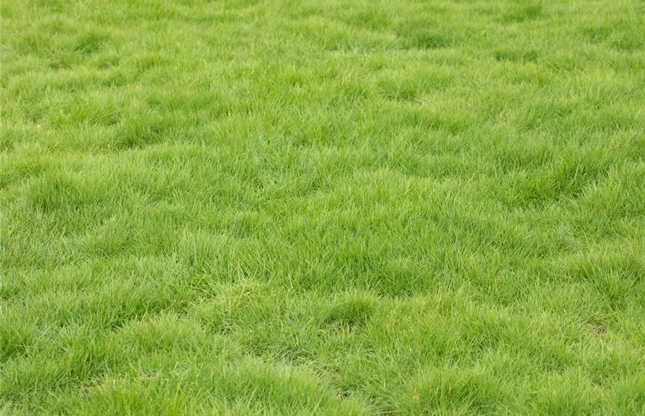 Der gepflegte Rasen | Olerum