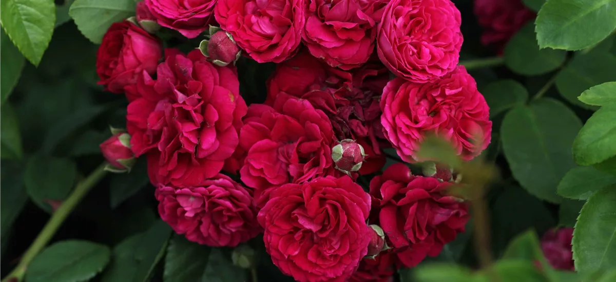 Kletterrose 'Chevy Chase' Rambler online kaufen bei Olerum