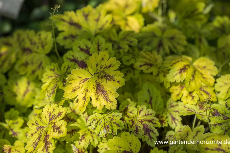 Heucherella 'Solar Power' online kaufen bei Olerum
