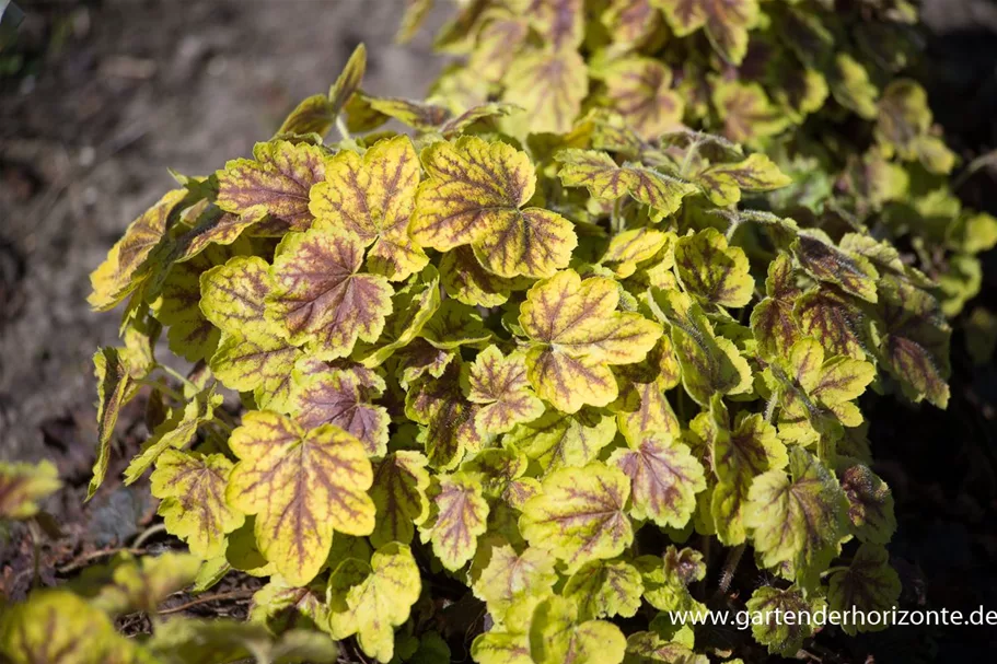 Heucherella 'Solar Power' online kaufen bei Olerum