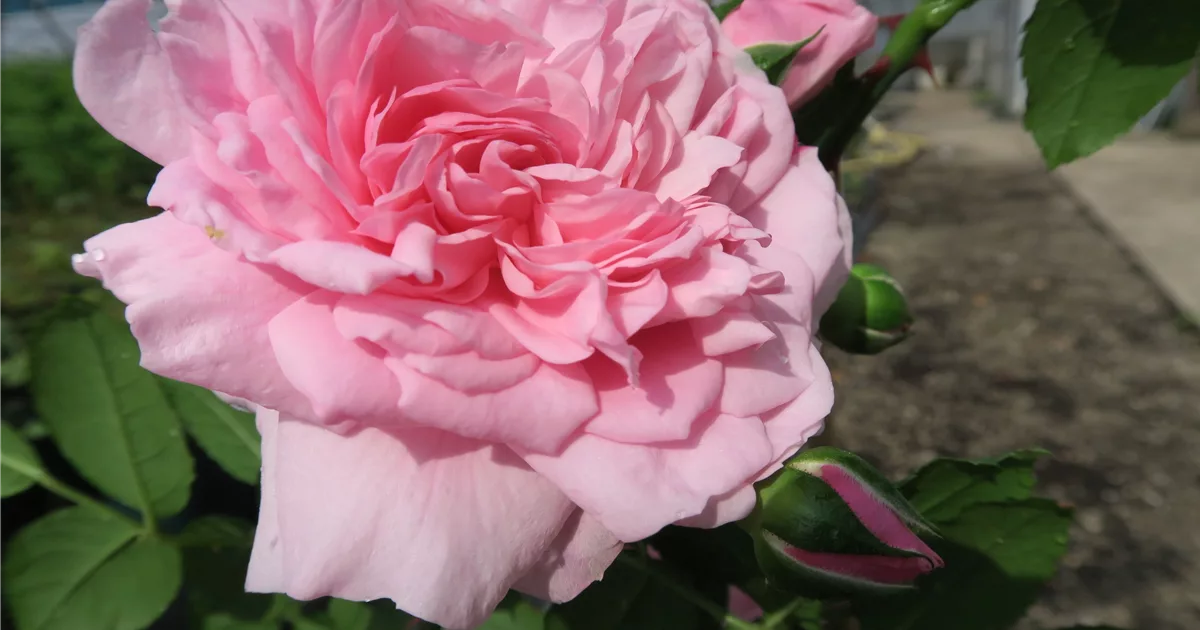 Kletterrose 'Sweet Laguna'® online kaufen bei Olerum