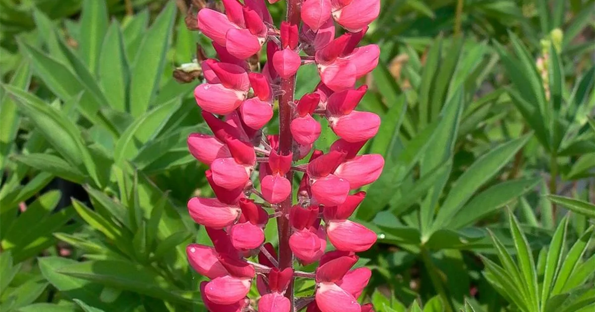Hohe Lupine 'Edelknabe' online kaufen bei Olerum