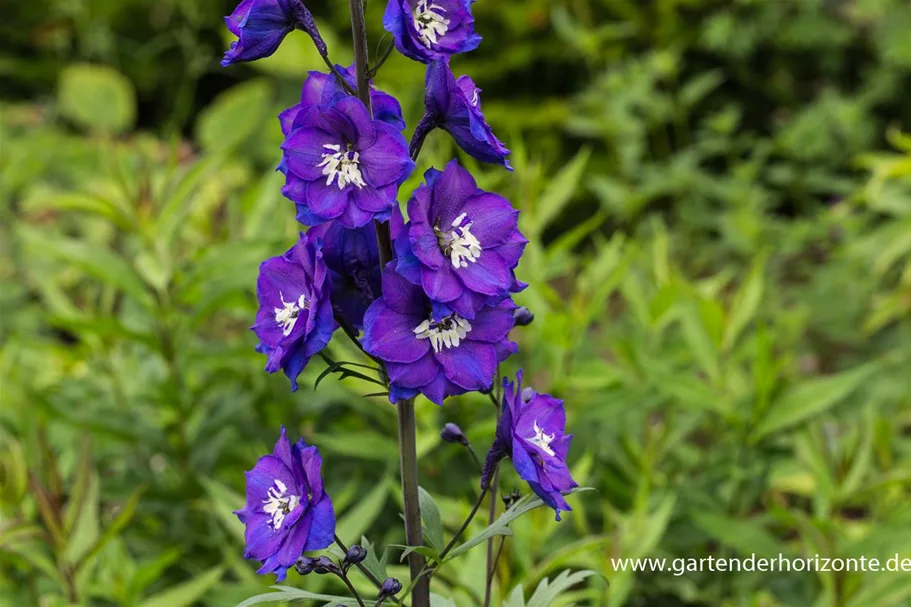 Hoher Rittersporn 'Delphi' online kaufen bei Olerum