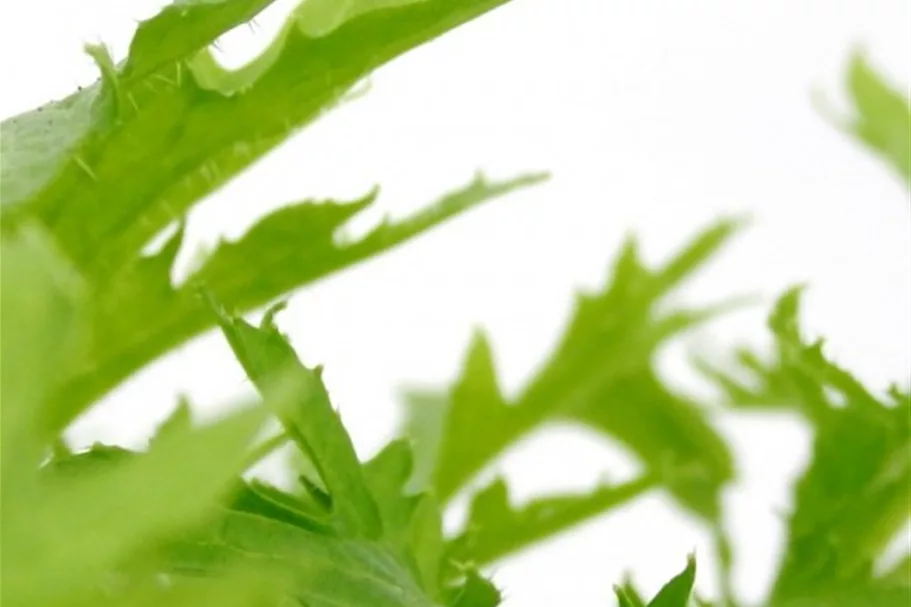 Bio Wasabino online kaufen bei Olerum