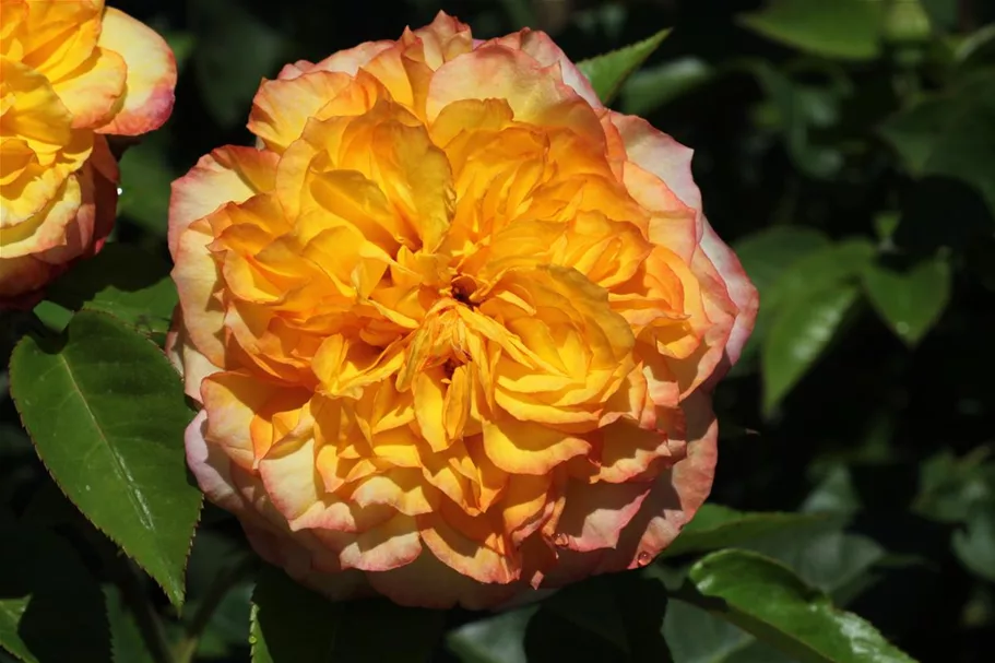 Edelrose 'Henri Delbard'® online kaufen bei Olerum