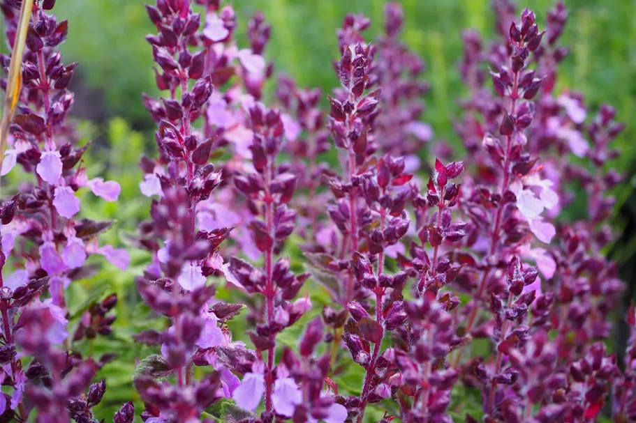 Heimischer Edel-Gamander online kaufen bei Olerum