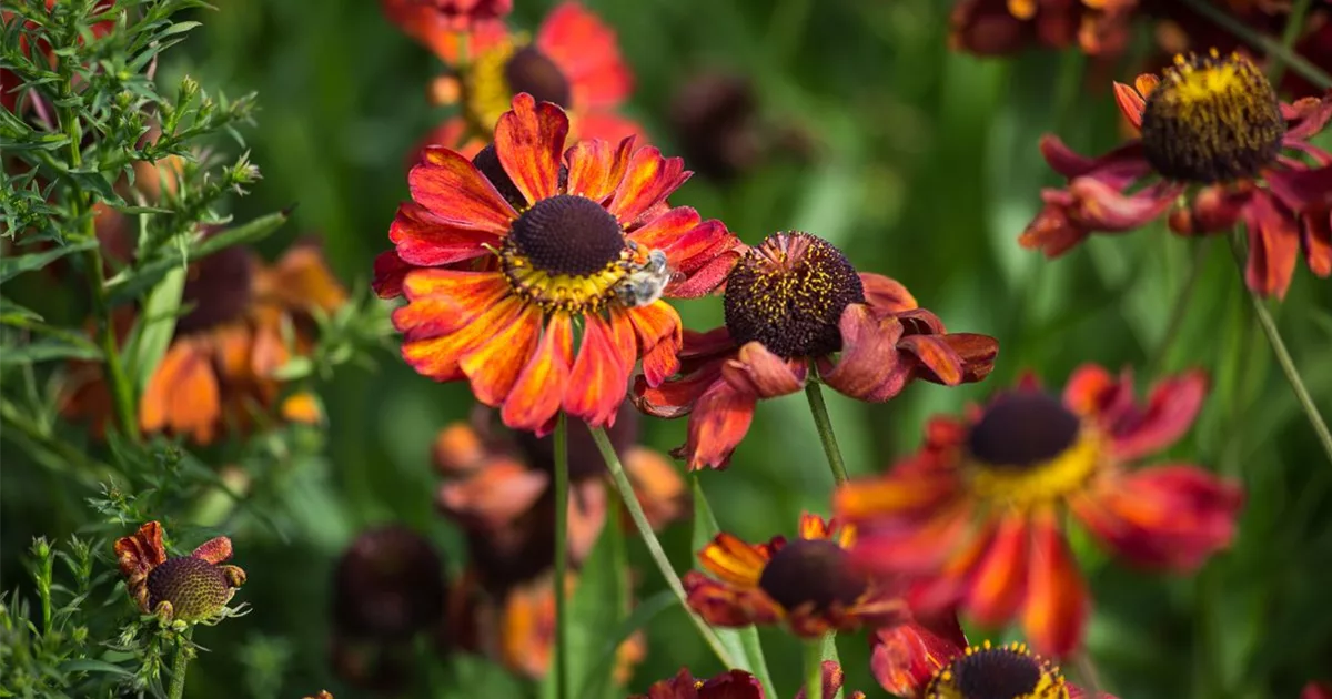 Helenium x cult.'Meranti' online kaufen bei Olerum