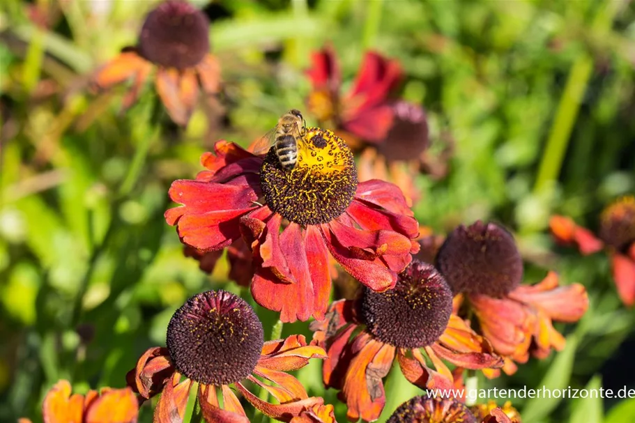 Helenium x cult.'Meranti' online kaufen bei Olerum