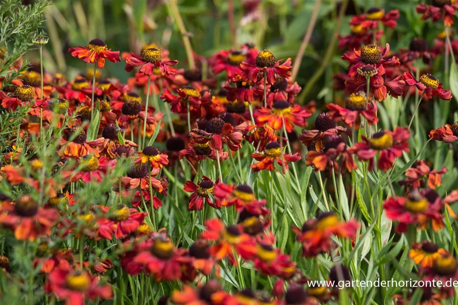 Helenium x cult.'Meranti' online kaufen bei Olerum