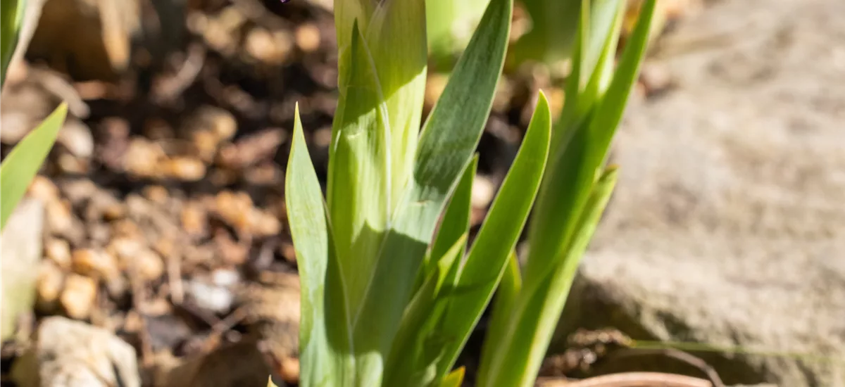 Iris x barb.-nana 'Cyanea' online kaufen bei Olerum