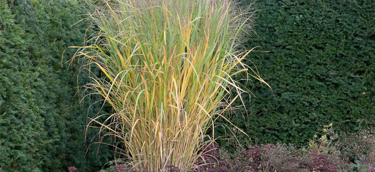 Panicum virgatum 'Thundercloud' -R- online kaufen bei Olerum