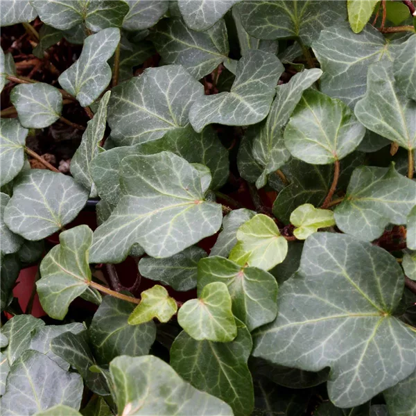 Zimmerpflanzenportrait - Efeu | Olerum