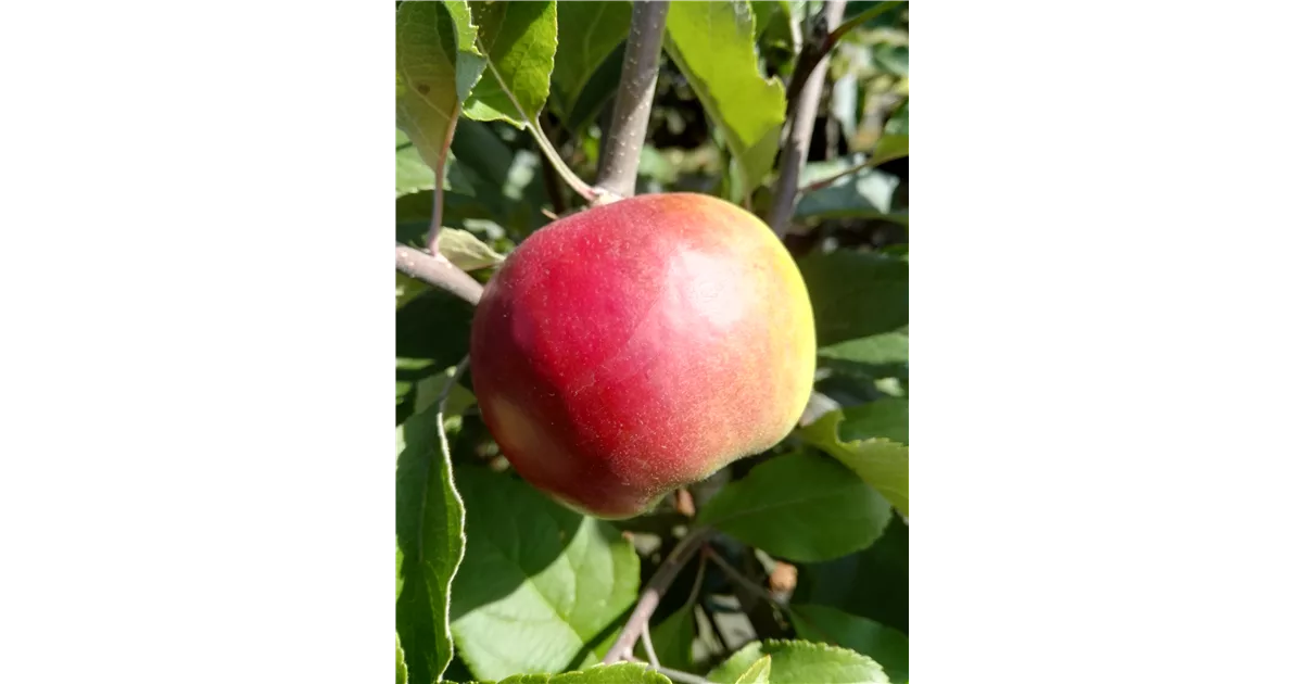 Apfelbaum 'Roter Jonathan' online kaufen bei Olerum