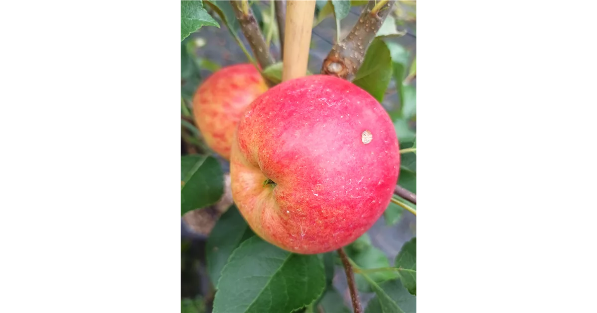 Herbst-Apfel 'Rebella'® online kaufen bei Olerum