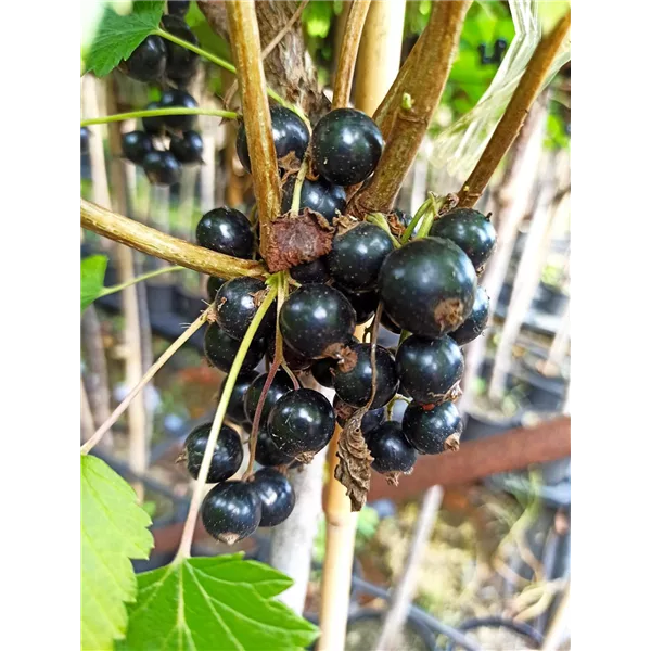 Schwarze Johannisbeeren - Einpflanzen im Garten | Olerum
