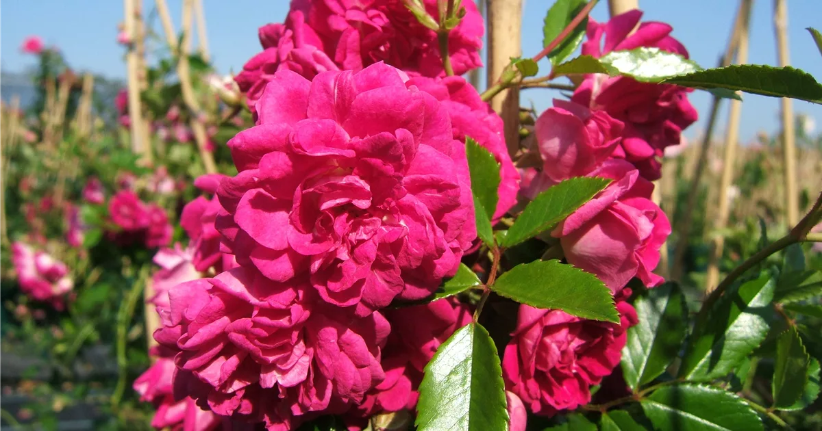 Kletterrose 'Super Excelsa' ® ADR Rambler online kaufen bei Olerum