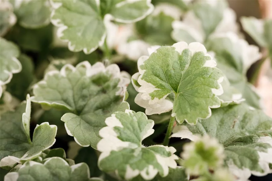 Weißbunter Gundermann 'Variegata' online kaufen bei Olerum