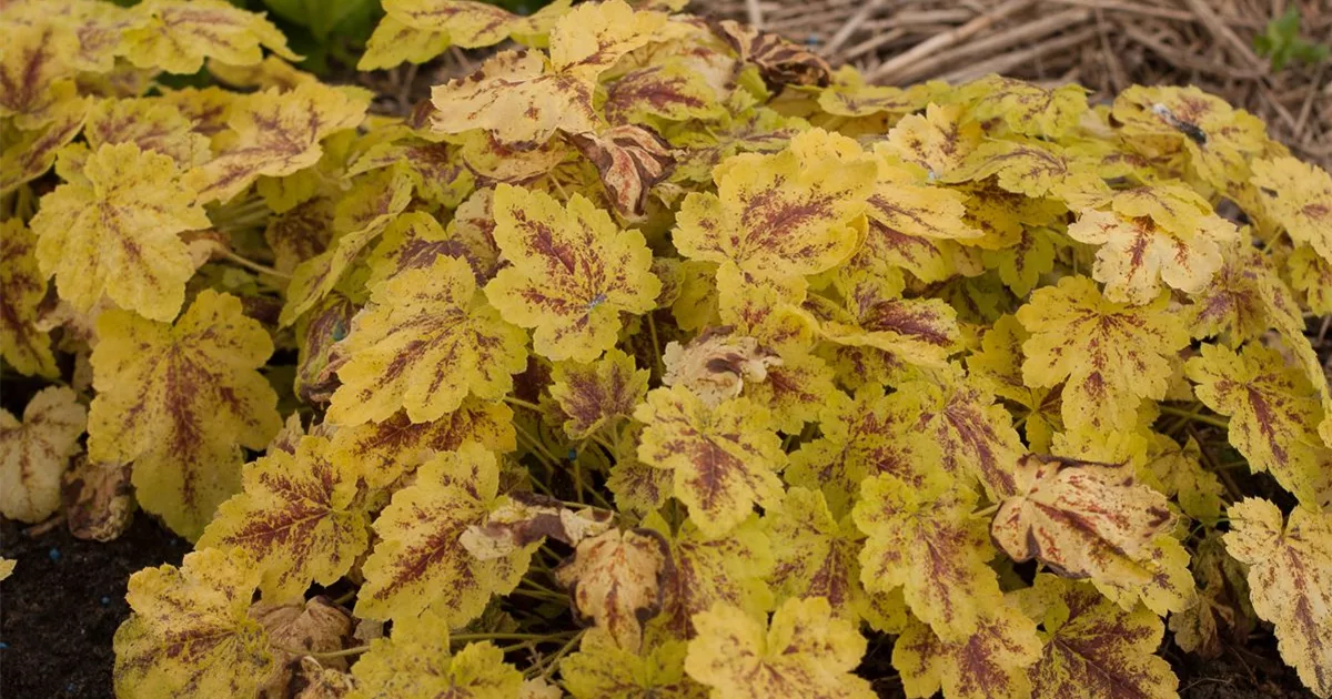Heucherella 'Solar Power' online kaufen bei Olerum