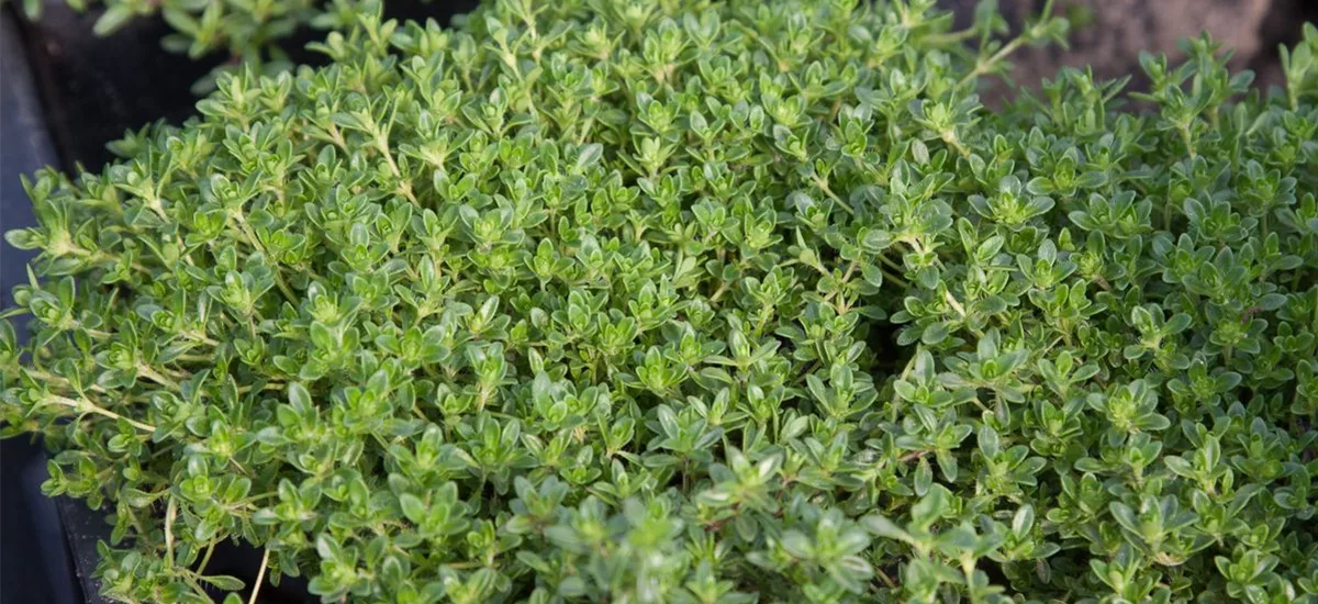 Thymus praecox 'Albiflorus' online kaufen bei Olerum