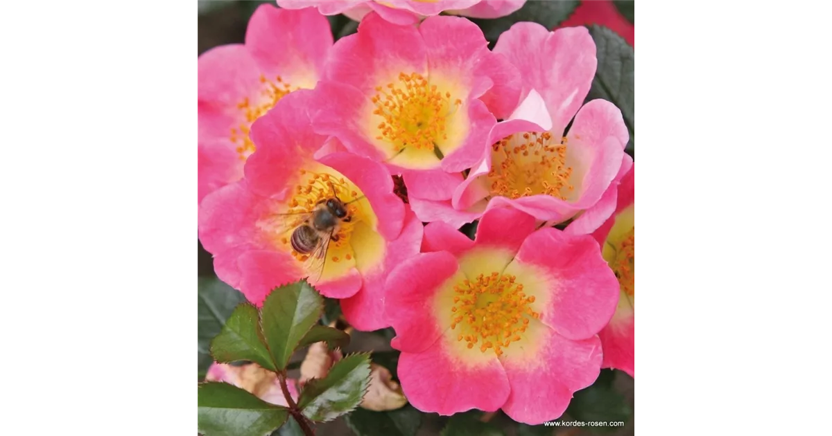 Bodendeckerrose 'Topolina'® ADR online kaufen bei Olerum