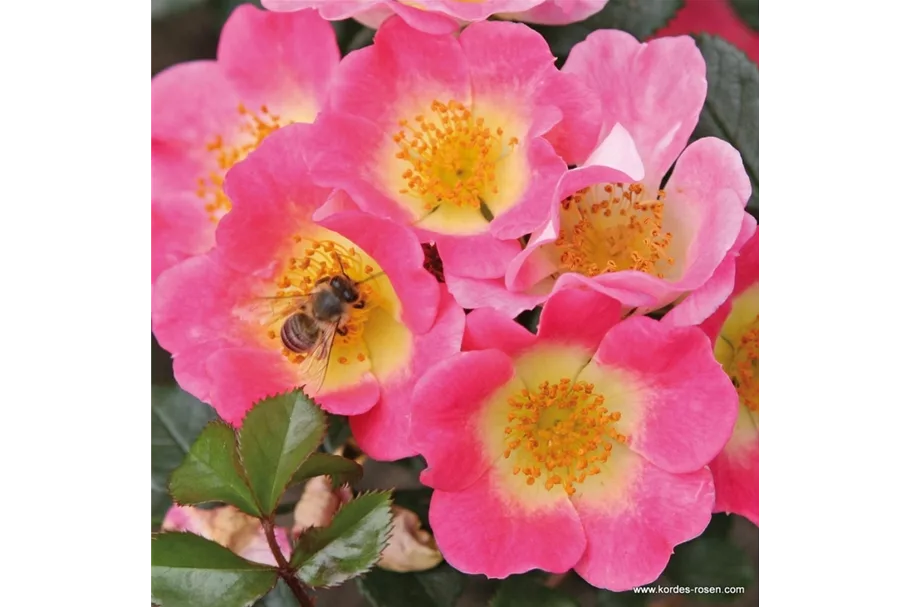 Bodendeckerrose 'Topolina'® ADR online kaufen bei Olerum