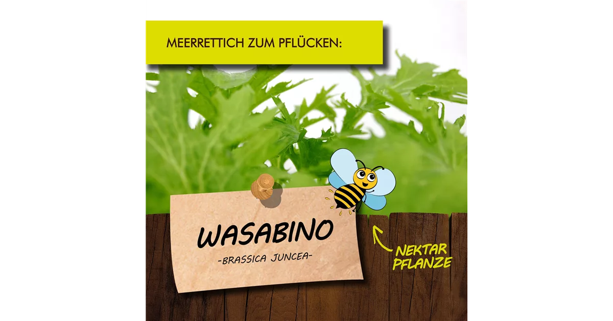 Bio Wasabino online kaufen bei Olerum