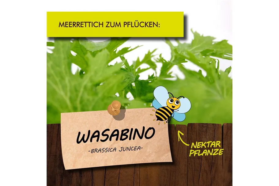 Bio Wasabino online kaufen bei Olerum