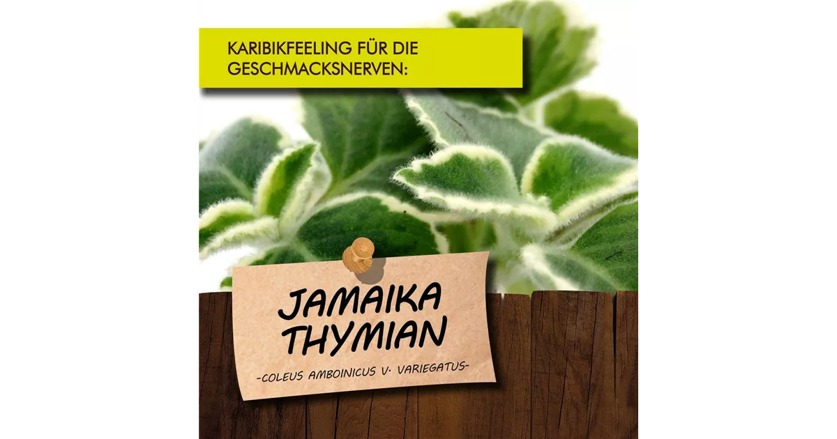 Jamaika Thymian Kaufen
