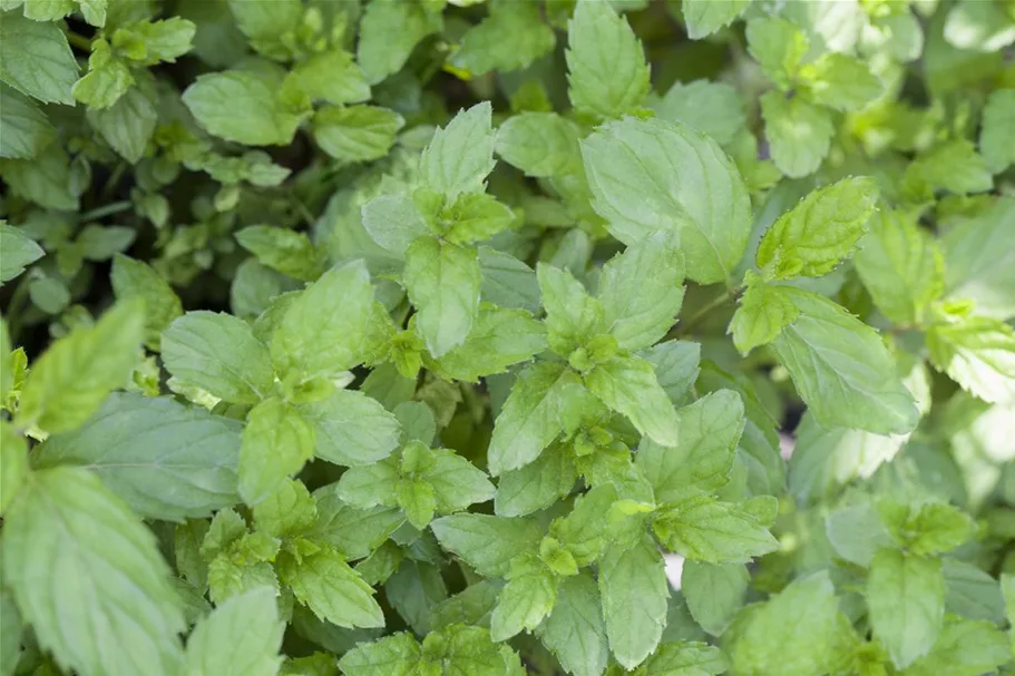 Grüne Minze online kaufen bei Olerum
