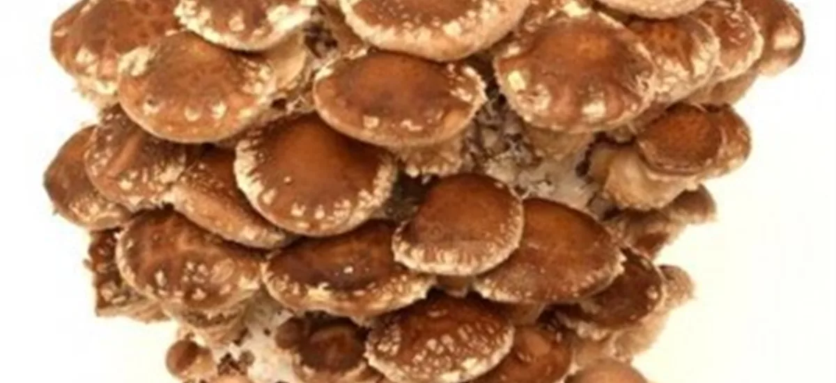 Edelpilz-Mix online kaufen bei Olerum