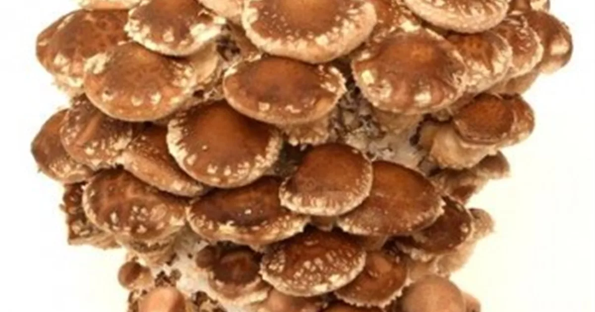 Edelpilz-Mix online kaufen bei Olerum