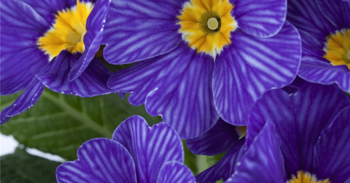 Kissen-Primel 'Zebra Blue' online kaufen bei Olerum