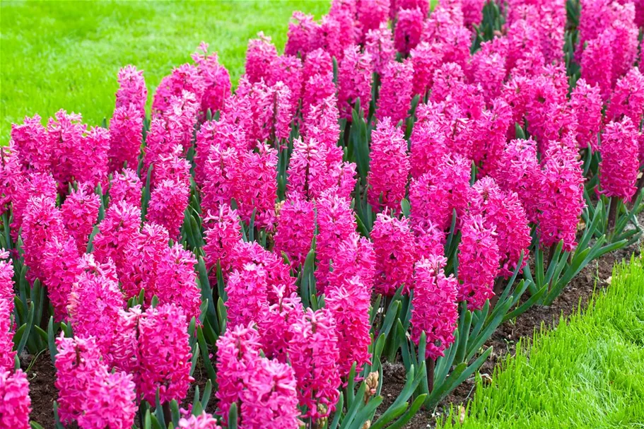 5 Blumenzwiebel - Hyazinthe 'Jan Bos', purpur-rot online kaufen bei Olerum