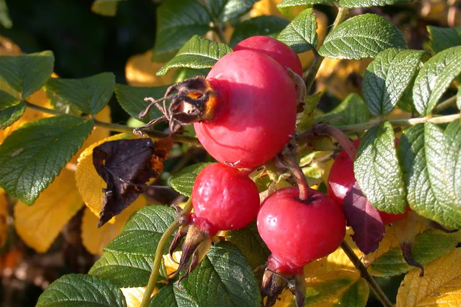 Apfel-Rose online kaufen bei Olerum