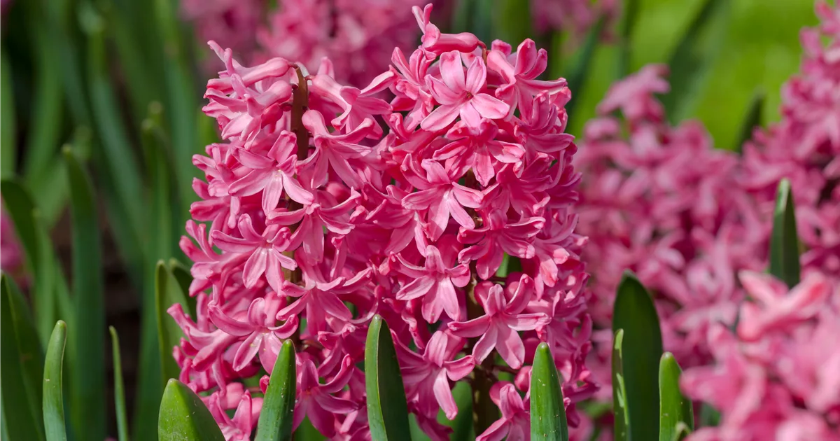 Hyazinthe 'Jan Bos' online kaufen bei Olerum