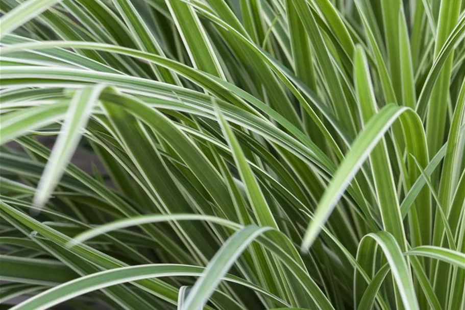 Carex Ice Dance online kaufen bei Olerum