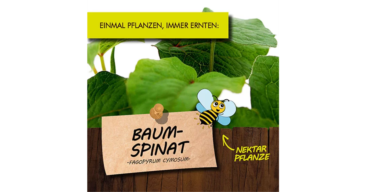 Bio Baum-Spinat online kaufen bei Olerum