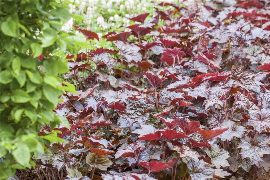 Heuchera georgia peach store