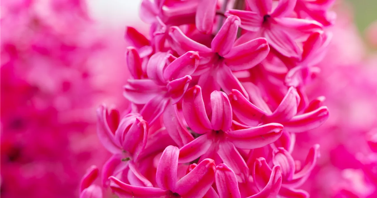 5 Blumenzwiebel - Hyazinthe 'Jan Bos', purpur-rot online kaufen bei Olerum